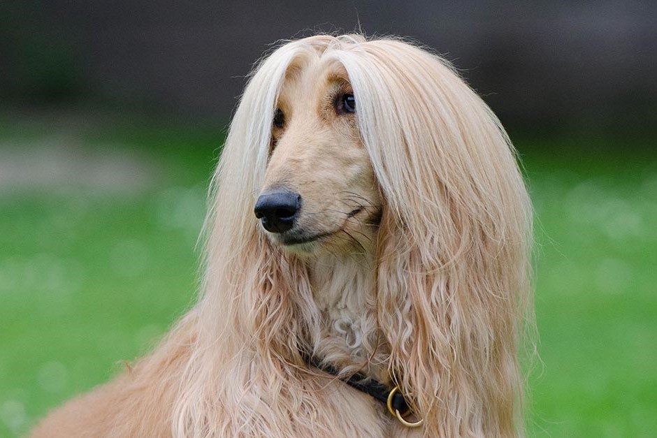 Afganský chrt - charakteristika | HAFKONAUT.SK