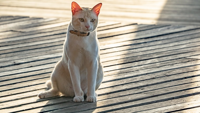 Ázijská mačka - charakteristika | HAFKONAUT.SK