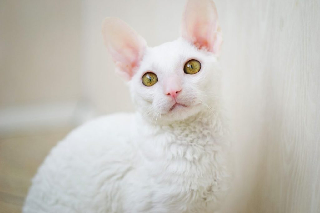 Cornish Rex - charakteristika | HAFKONAUT.SK