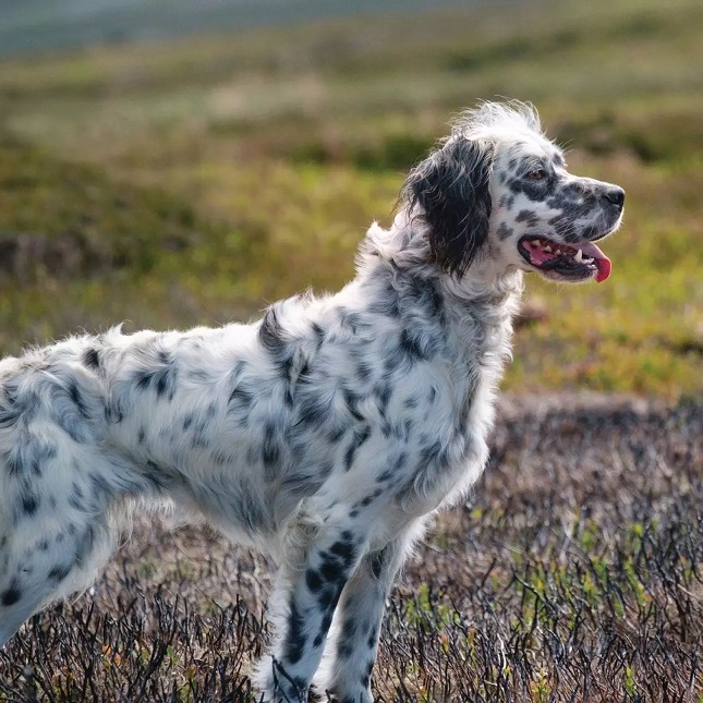 Anglický seter - charakteristika | HAFKONAUT.SK