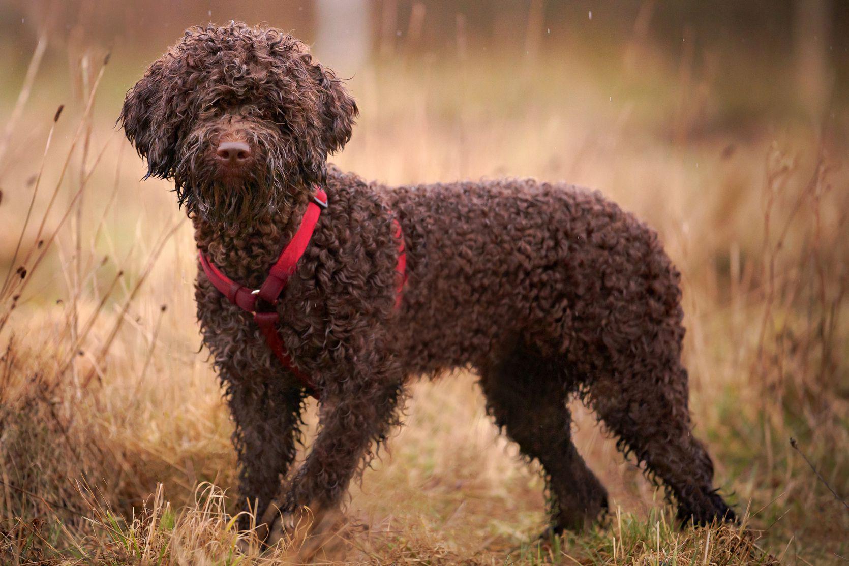 Lagotto Romagnolo - charakteristika | HAFKONAUT.SK