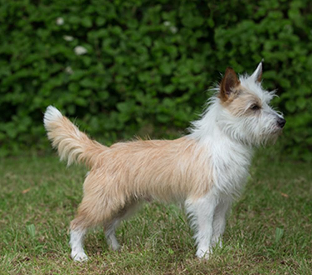 Portugalský podenko - charakteristika | HAFKONAUT.SK
