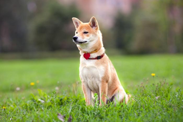 Šiba inu - charakteristika | HAFKONAUT.SK