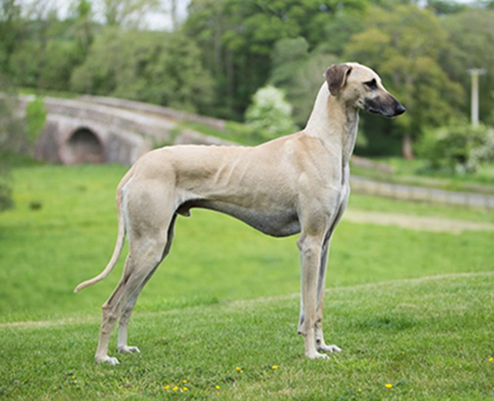 Sluga - charakteristika | HAFKONAUT.SK